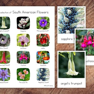 South American Flowers Pack With Extension - Etsy
