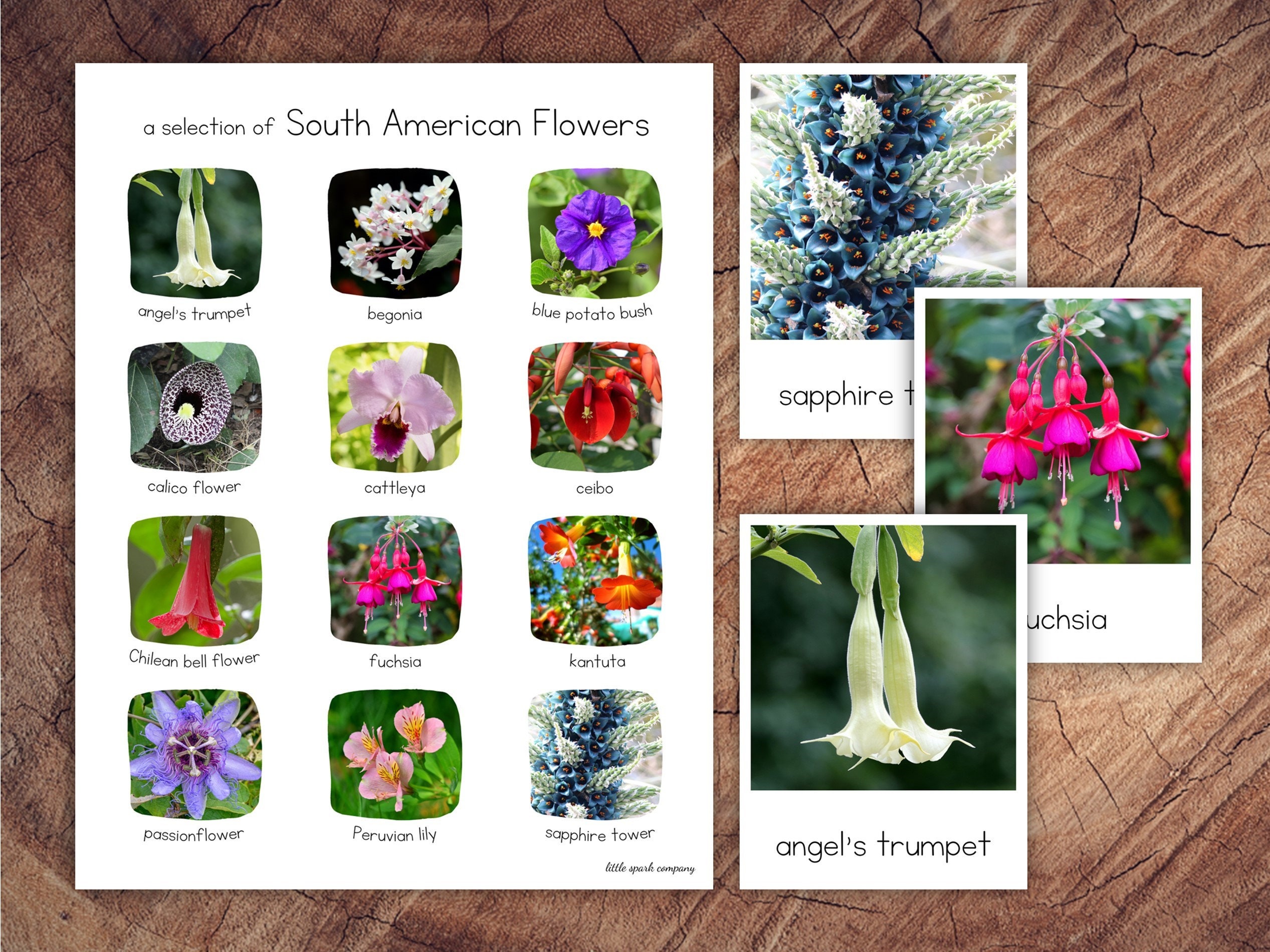 Latin American Plants