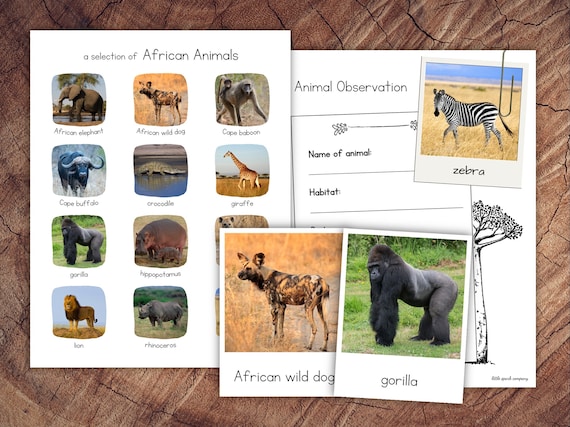 African Animals With Names Common Animal Names In Local African