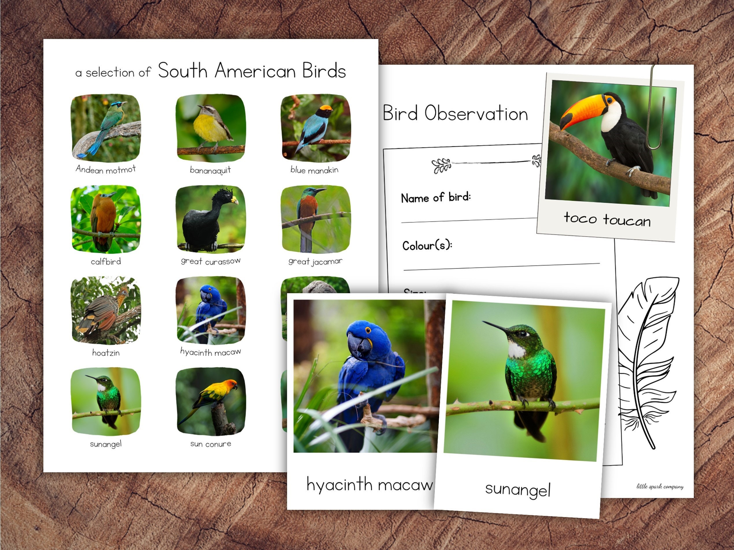 South American Parrots