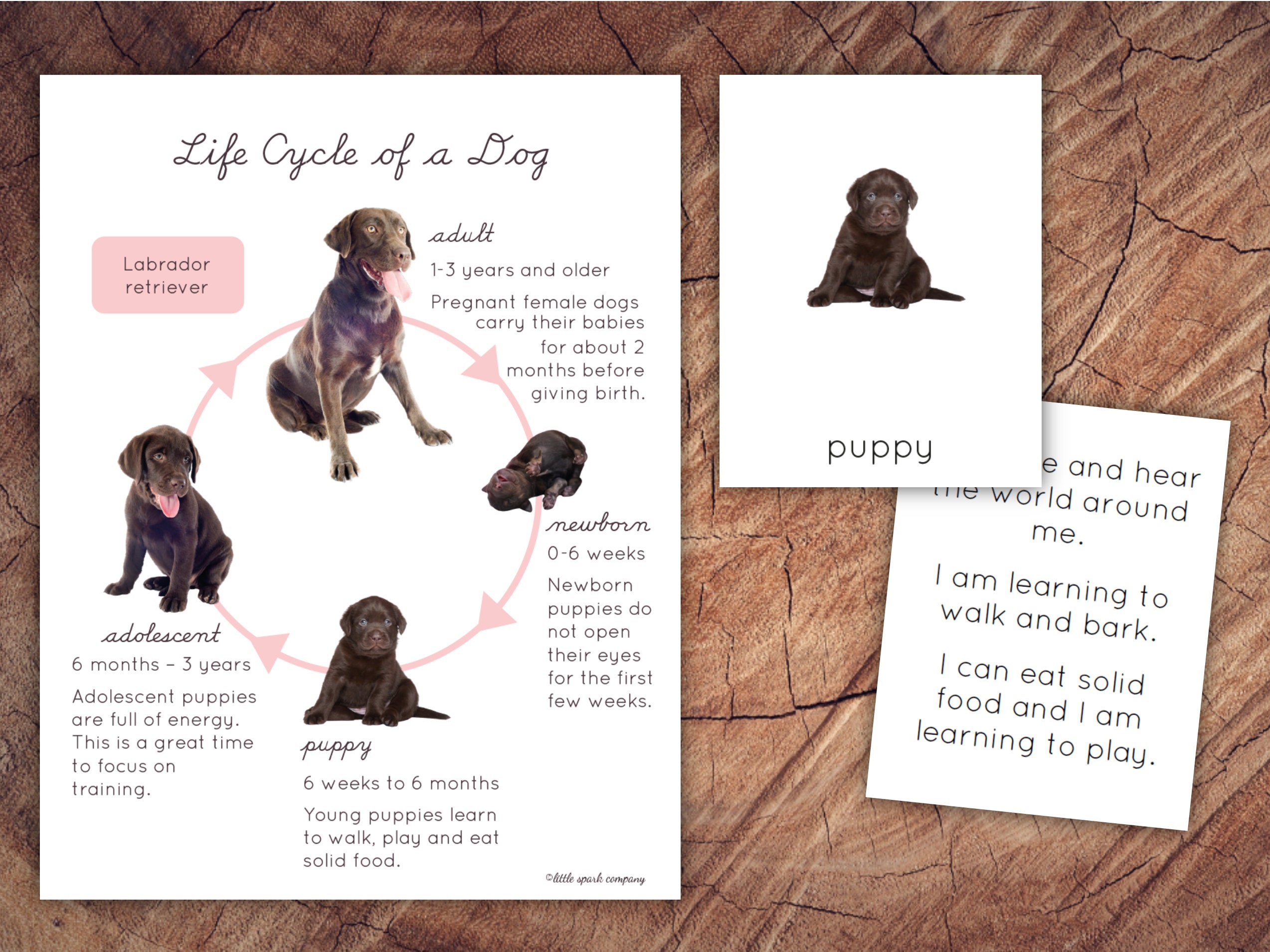 Delightful Dogs Preschool Bundle Preschool Printable - Etsy