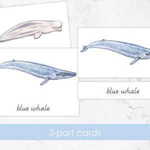 Wonderful Whales Bundle, Preschool Literacy, Math DIGITAL DOWNLOAD - Etsy