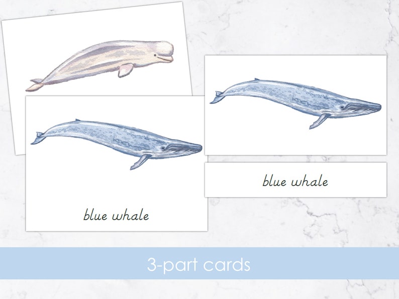 Wonderful Whales Bundle Preschool Literacy Math DIGITAL | Etsy