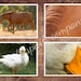 Farm Animals Fur, Skin Pattern Matching, Toddler Preschool Activity ...
