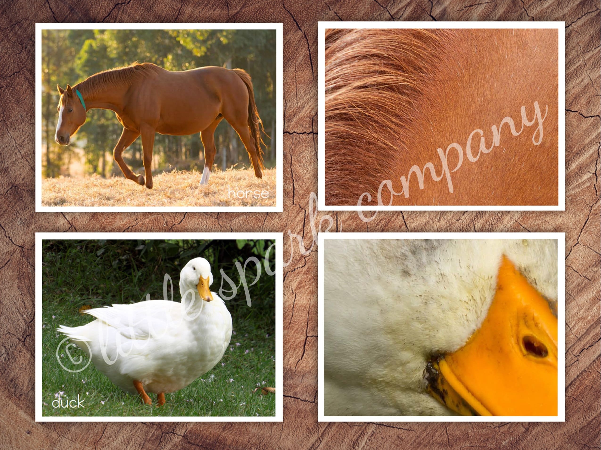 Farm Animals Fur Skin Pattern Matching Toddler Preschool - Etsy Canada