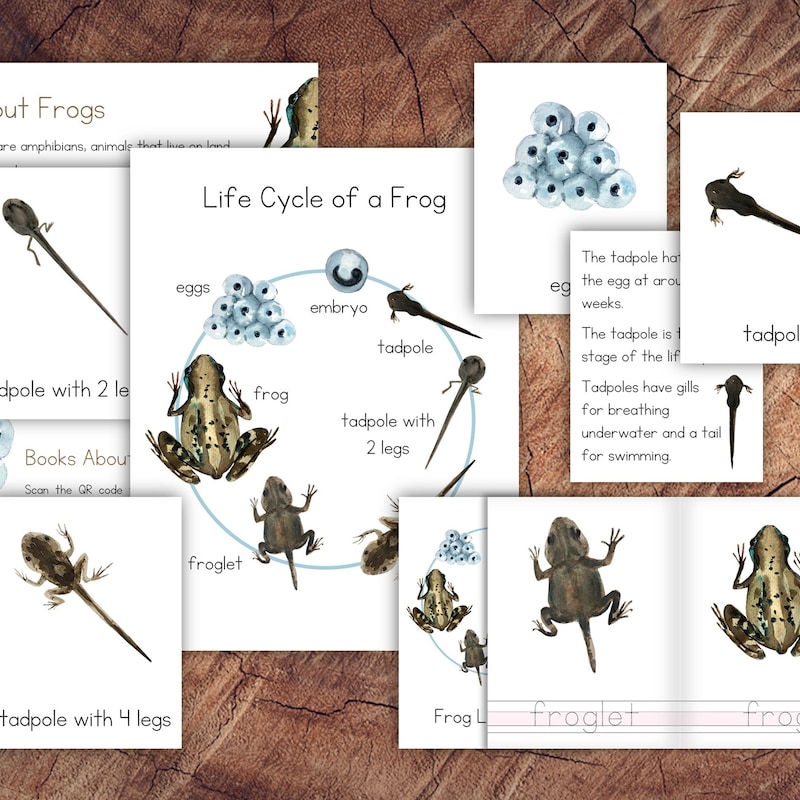 Frog Life Cycle - Etsy