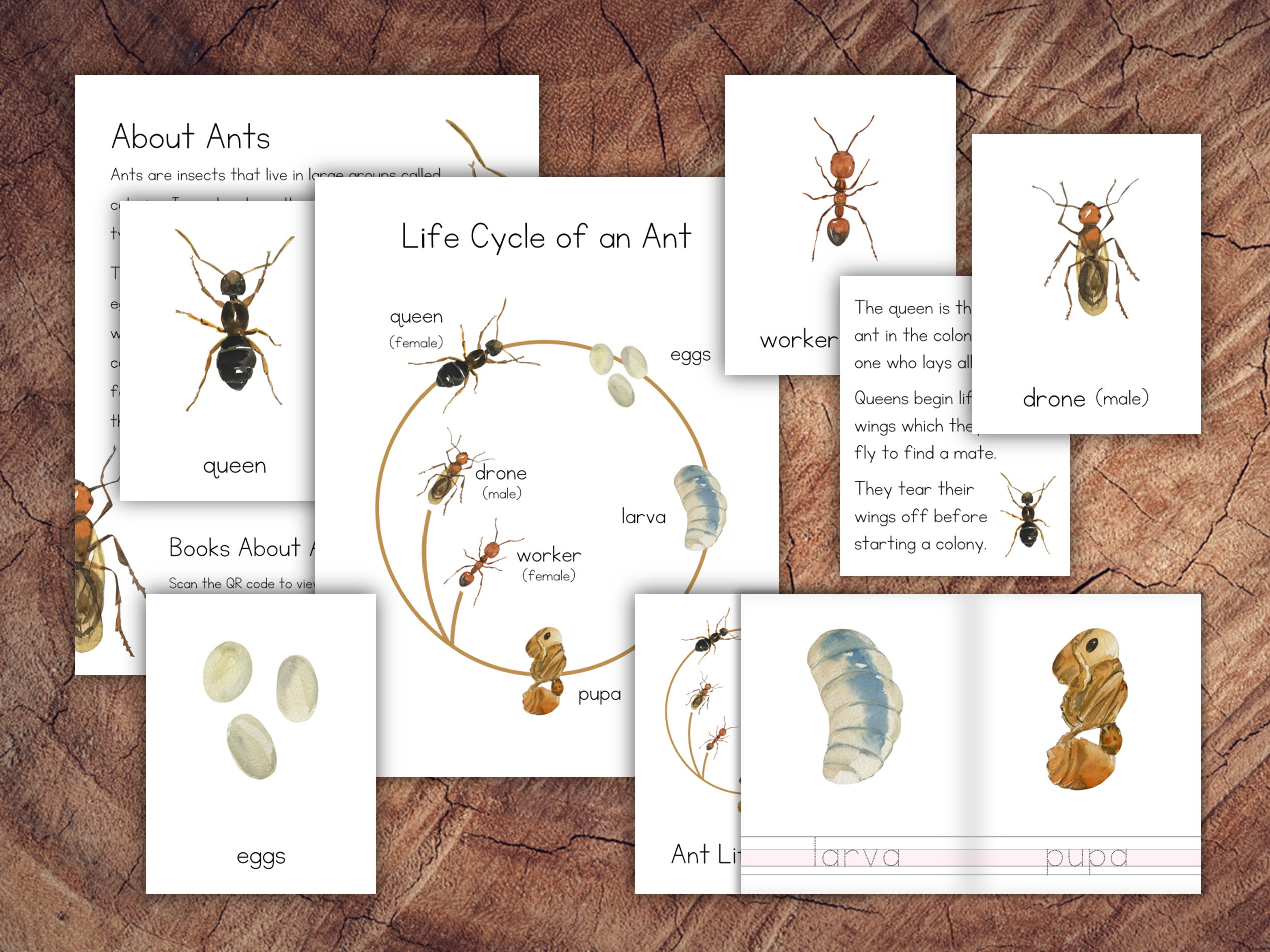 Life Cycle Of An Ant