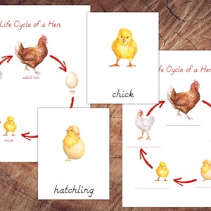 Chickens Bundle, Preschool Literacy, Math DIGITAL DOWNLOAD - Etsy Canada