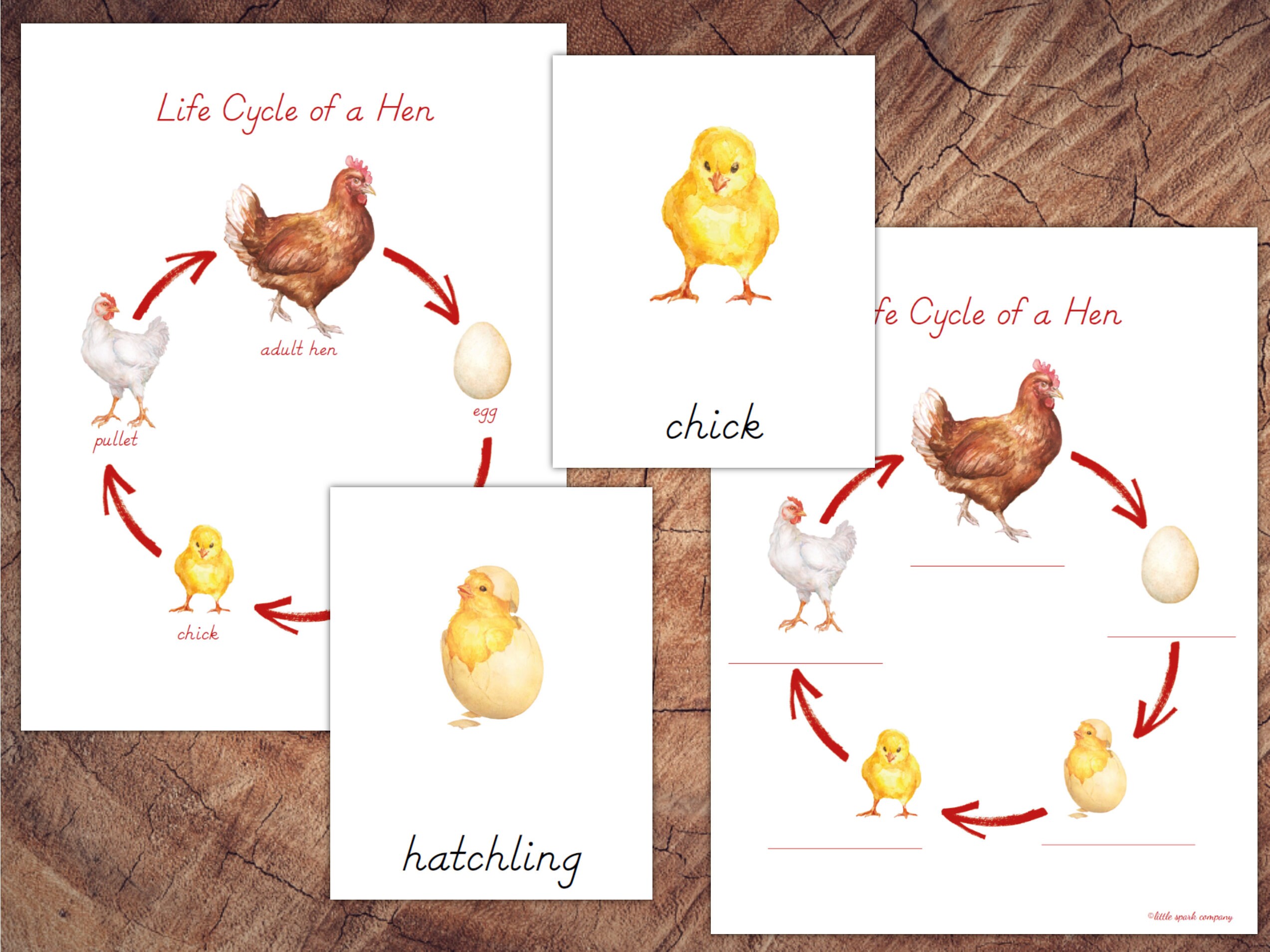 Chickens Bundle Preschool Literacy Math DIGITAL DOWNLOAD | Etsy