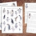 Playful Penguins Bundle Homeschool Printable - Etsy