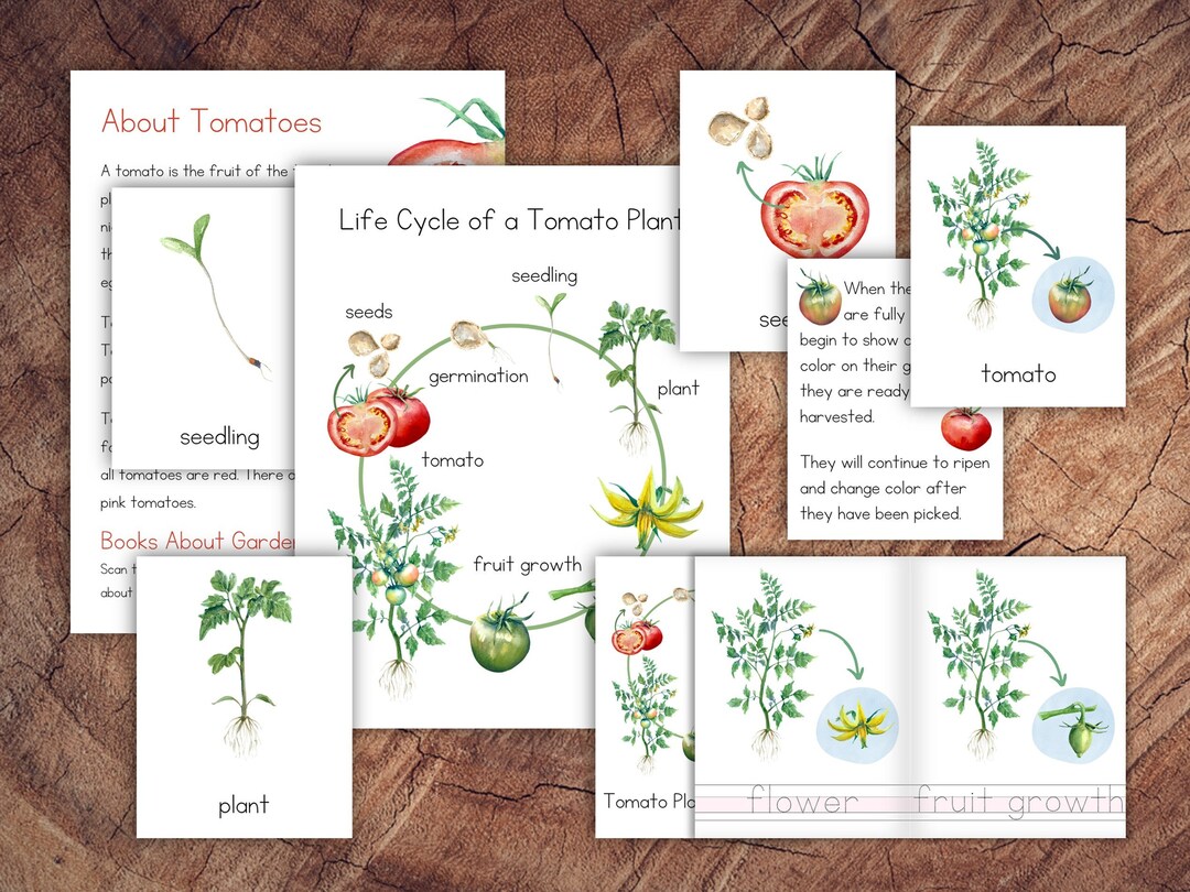 Life Cycle of a Tomato Plant Pack - Etsy