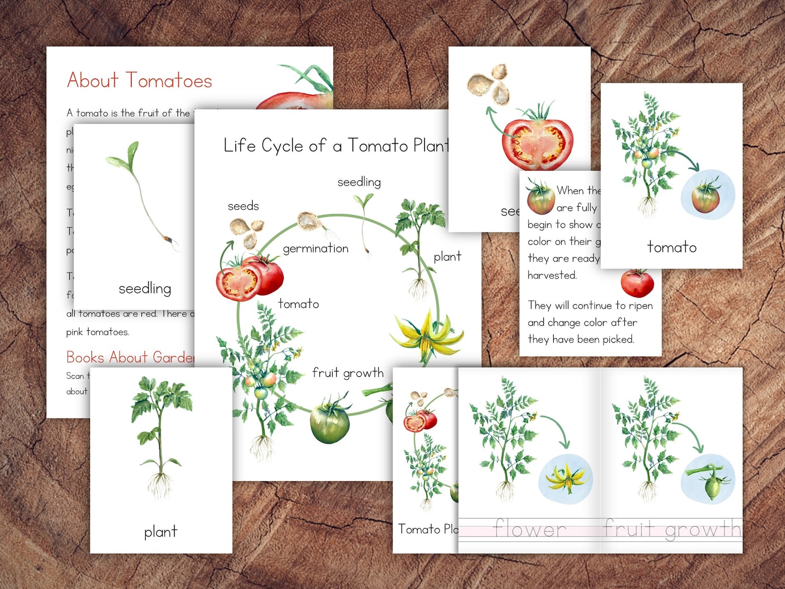 Life Cycle of a Tomato Plant Pack - Etsy