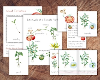 Life Cycle of a Tomato Plant Foldable Kids' Craft A4 and 11x8.5 Inch ...