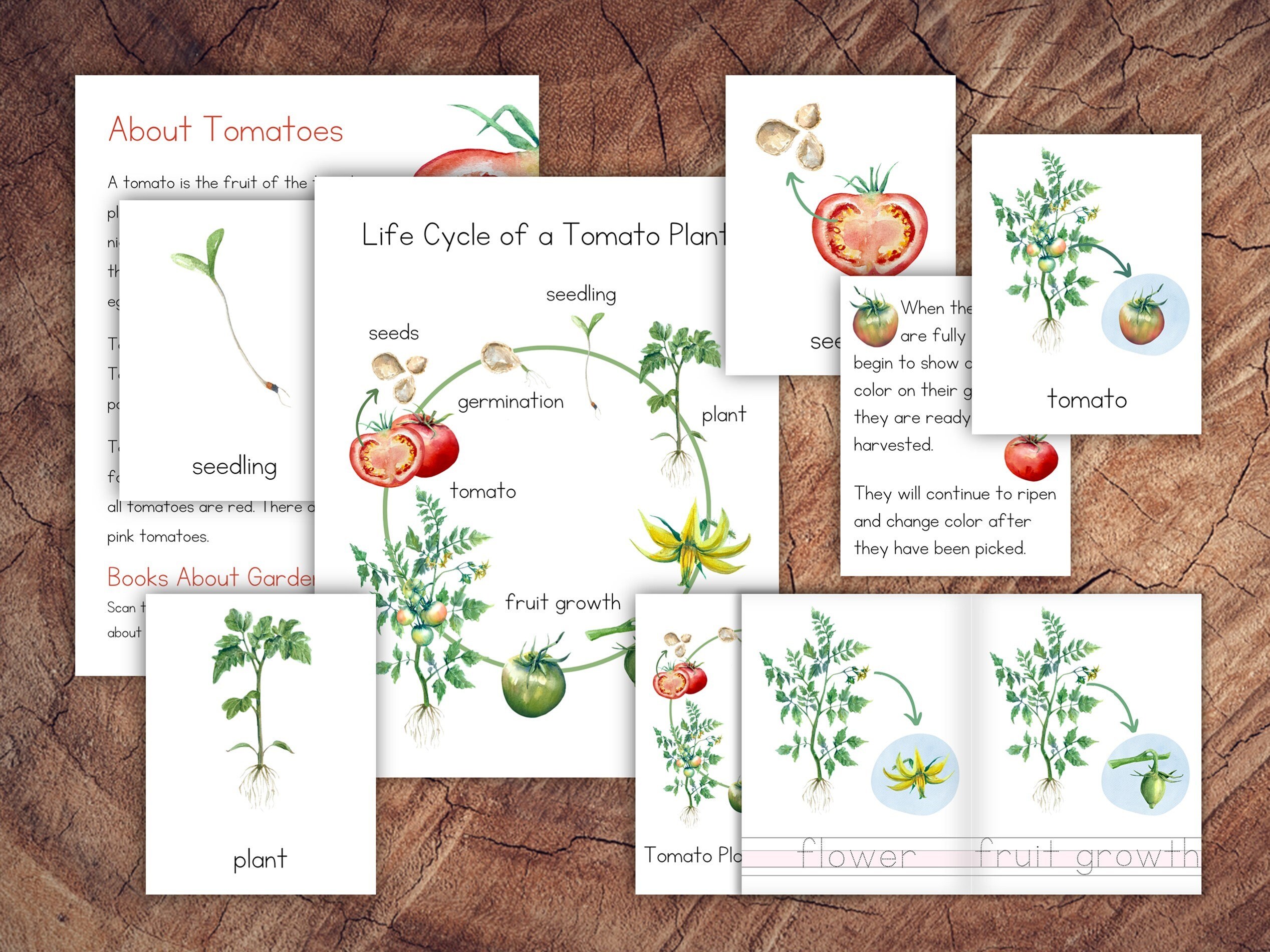 Tomato Plant Life Cycle For Kids