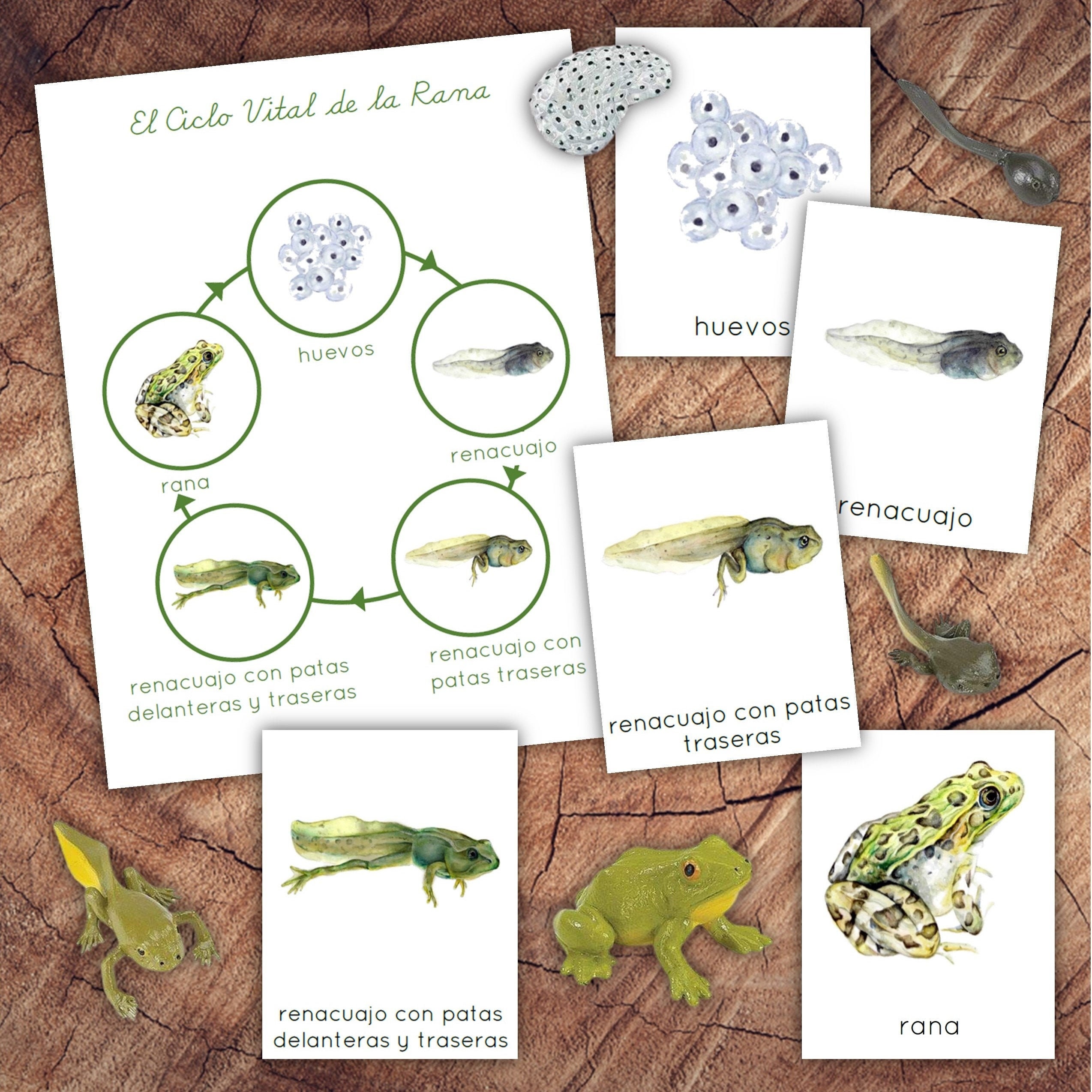 Frog Life Cycle In Spanish