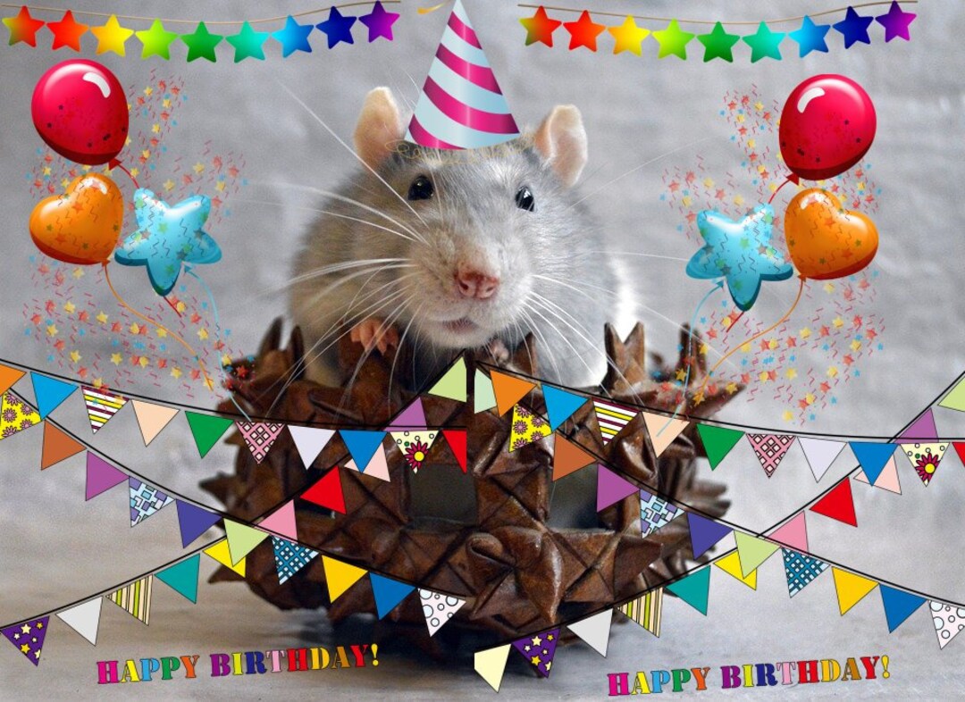 Happy Birthday Rat Card A5 Choose Design (s) - Etsy UK