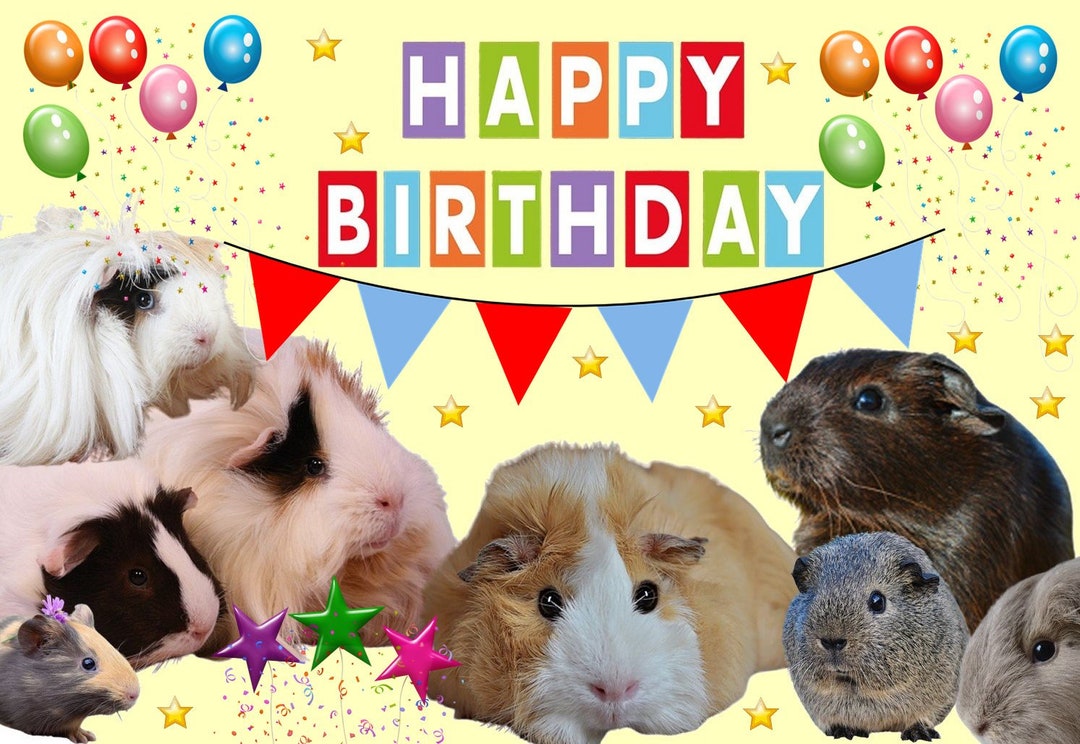 Happy Birthday Guinea Pigs Card A5 Size Choose Your Design - Etsy Ireland