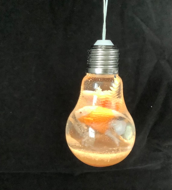 Light Bulb Fish