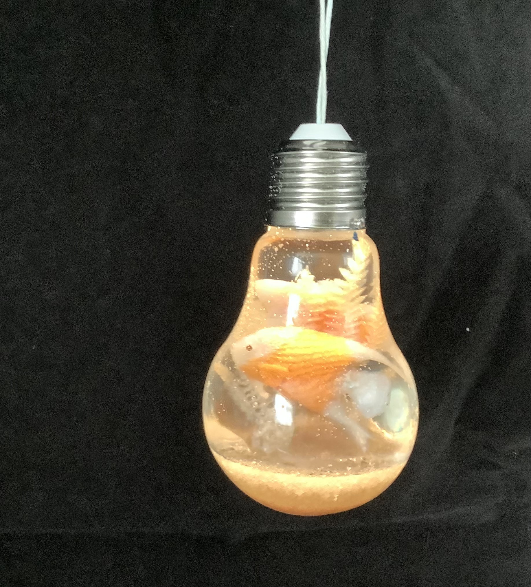 Fish in a Light Bulb, Underwater Diorama in Resin, Illuminated When ...