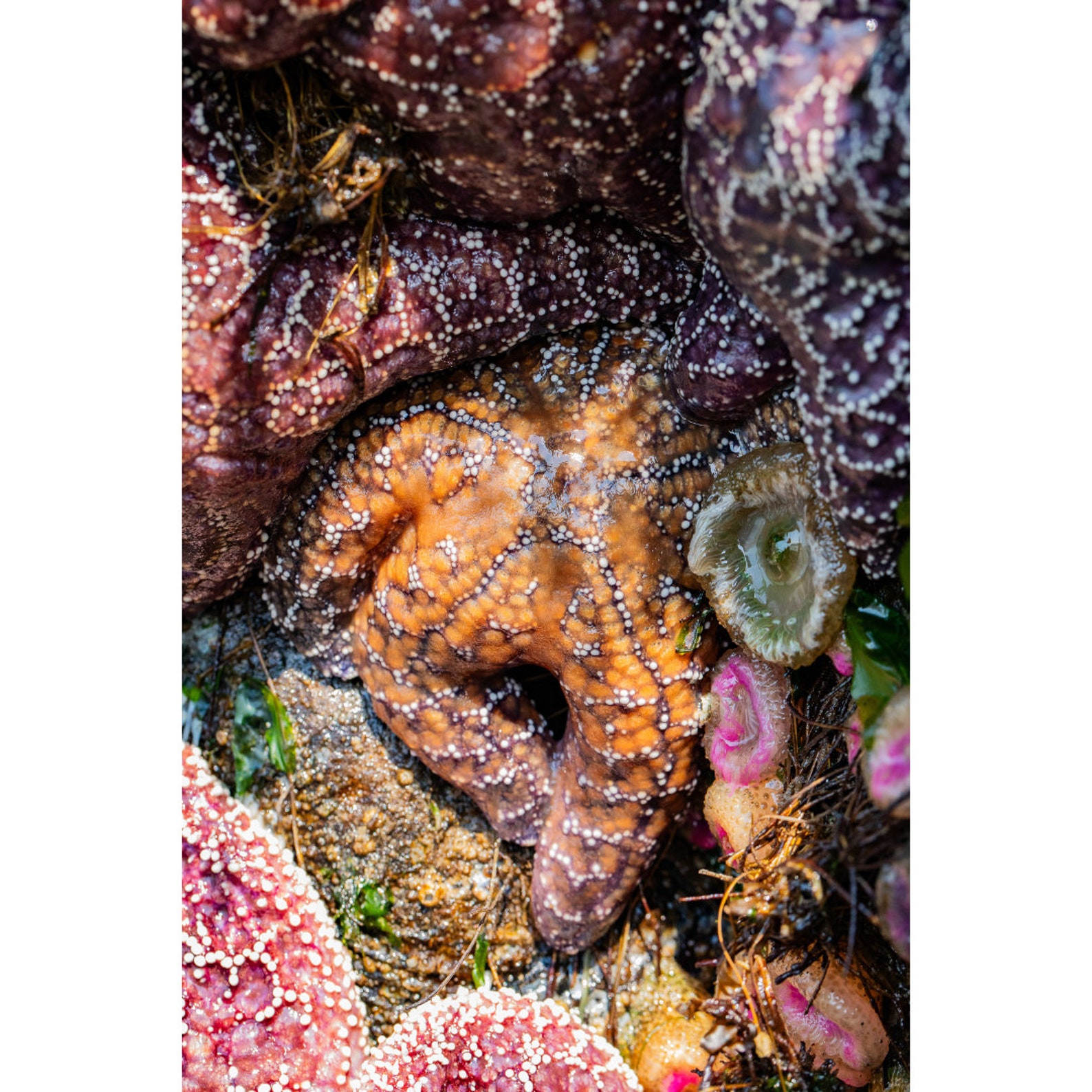 Print • Nucleus, Tide Pools, Sea Stars, Anemones, Oregon Coast, Coastal ...