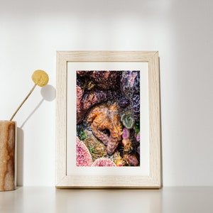 Print • Nucleus, Tide Pools, Sea Stars, Anemones, Oregon Coast, Coastal ...