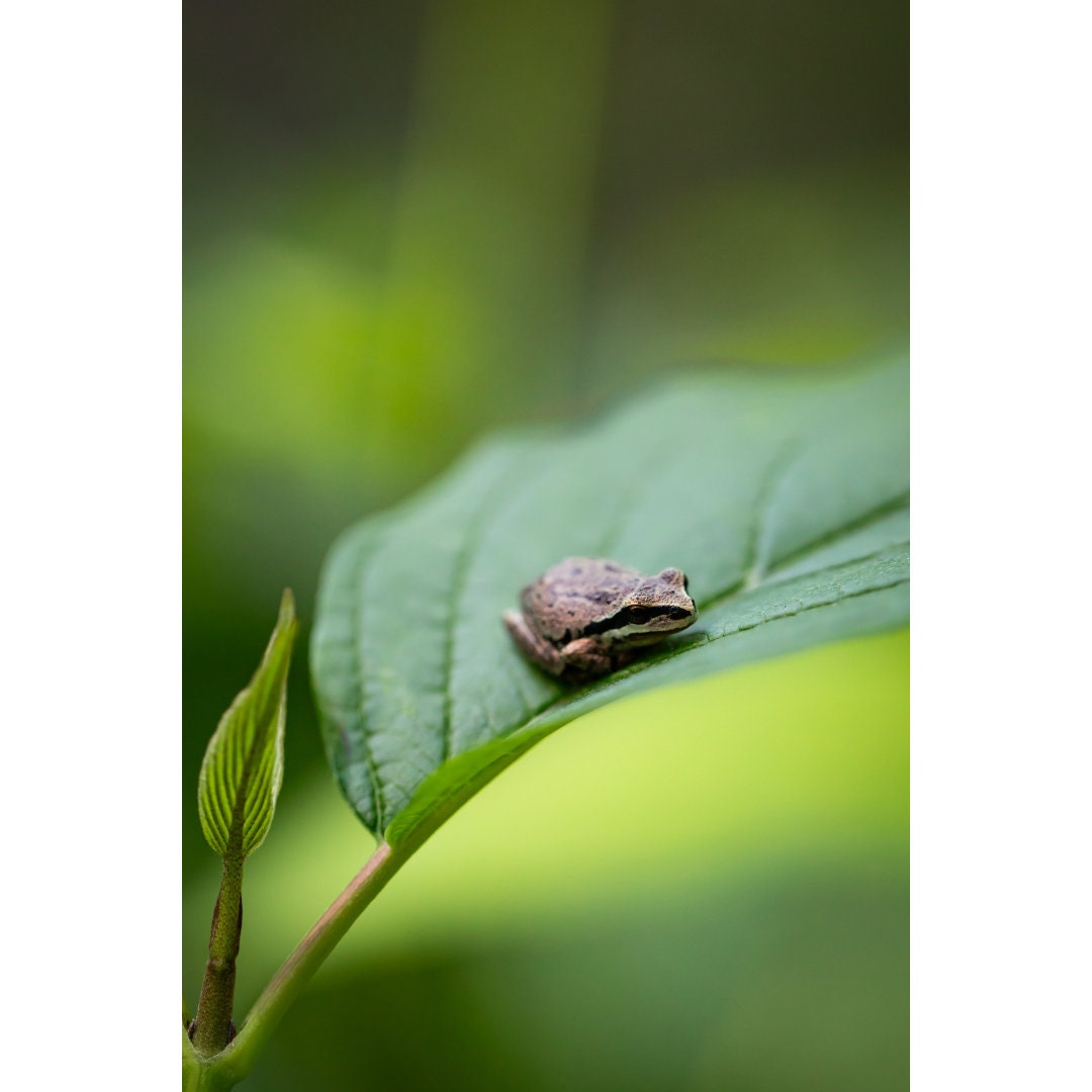 Print • "take Five", Pacific Tree Frog, Wildlife, PNW, Oregon, Macro ...