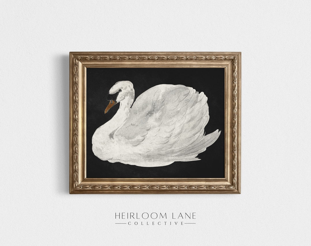 Vintage Swan Print Art | Minimal Swan Drawing Print | Classy Valentine ...