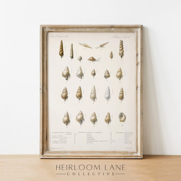 Seashell Drawings - Etsy