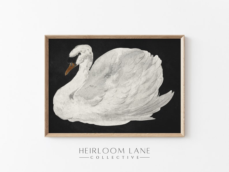 Vintage Swan Print Art | Minimal Swan Drawing Print | Classy Valentine ...