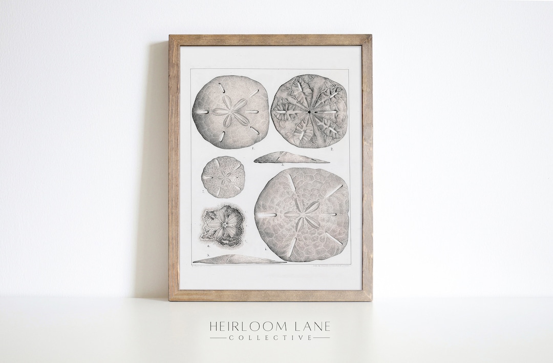 Vintage Sand Dollar Minimalist Sketch Art Print | Printable Digital ...