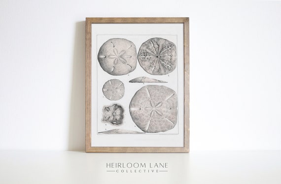 Vintage Sand Dollar Prints Sand Dollar Art: Canvas Prints & Wall Art