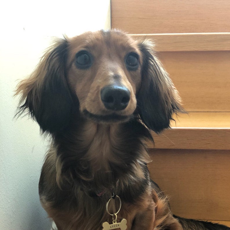 Personalized Dog Bone Tag ID for Dog Collar Tag With Stamped | Etsy