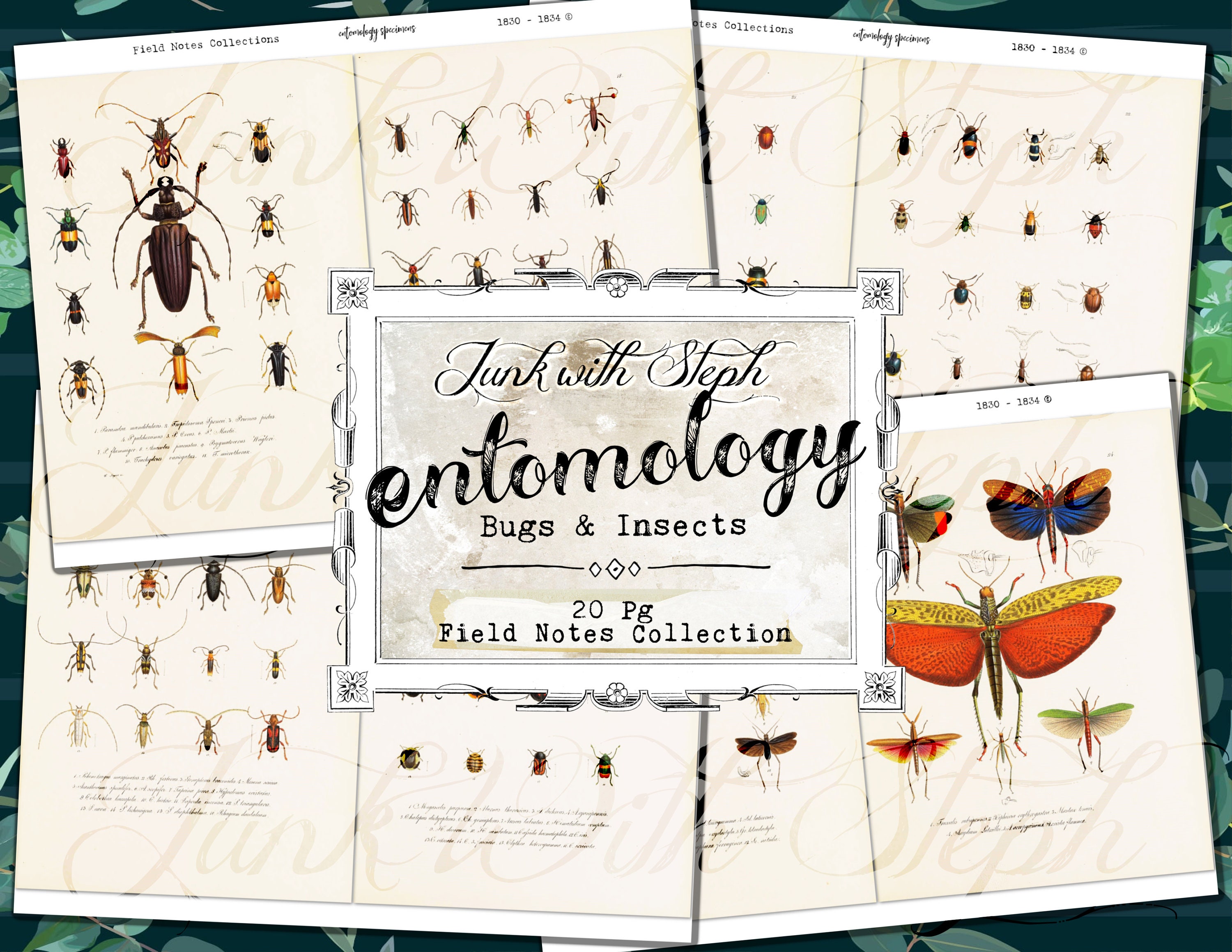Field Notes Collection: Entomology 20 Pages of vivid Bugs | Etsy