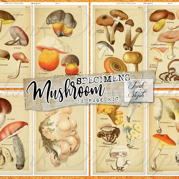 Mushroom Note Cards - Etsy