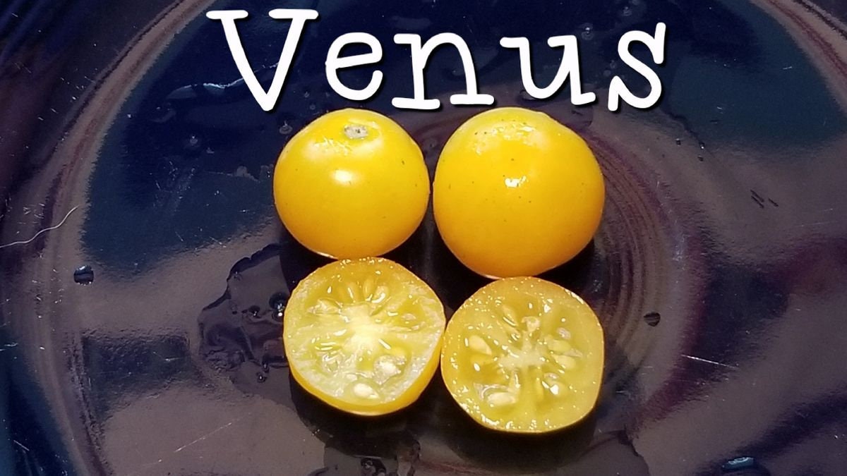 Micro Dwarf Venus | Etsy