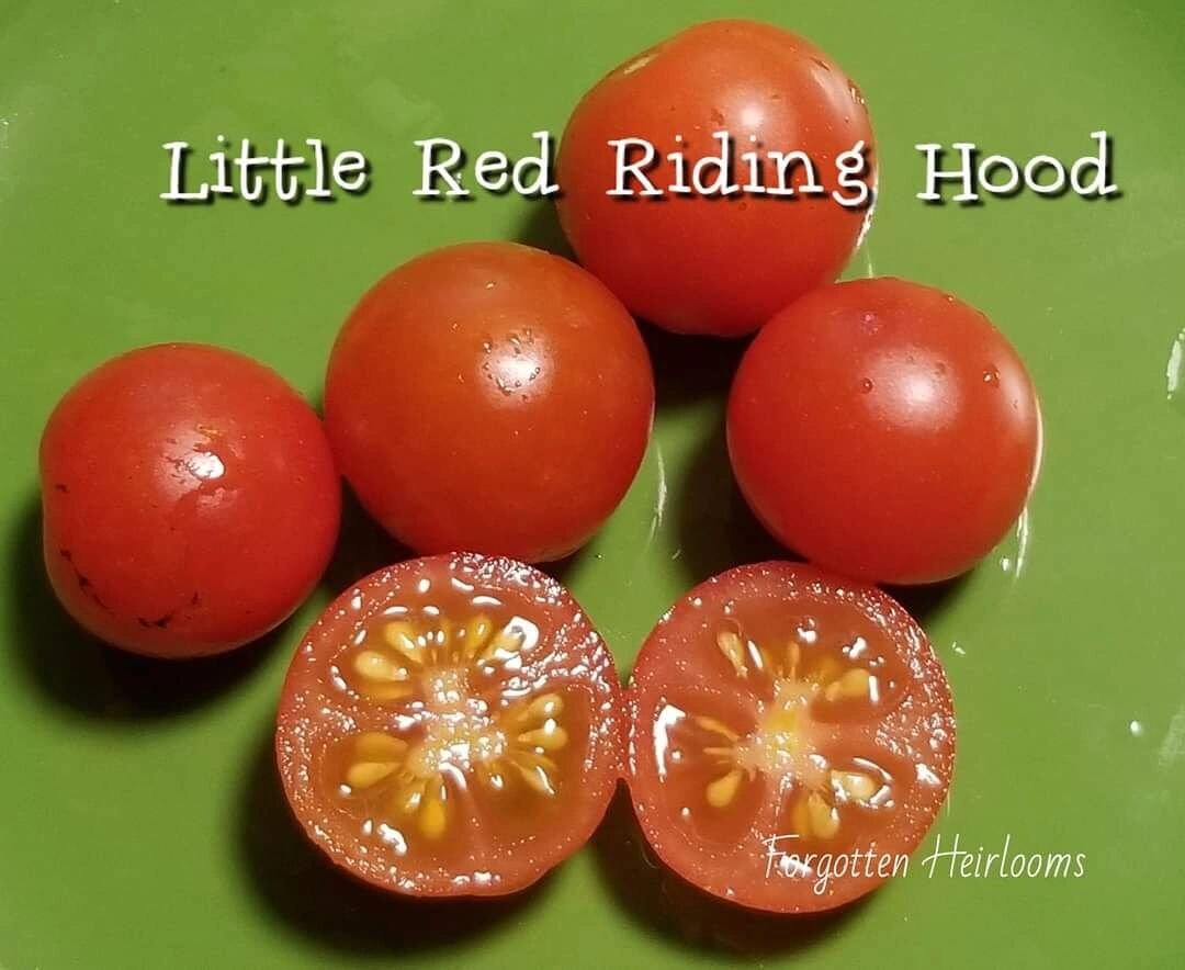 Micro Dwarf Little Red Riding Hood - Etsy