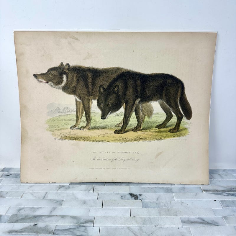 Antique Wolf Etching - Etsy