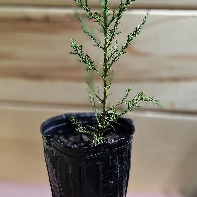 Potted Sequoia - Etsy