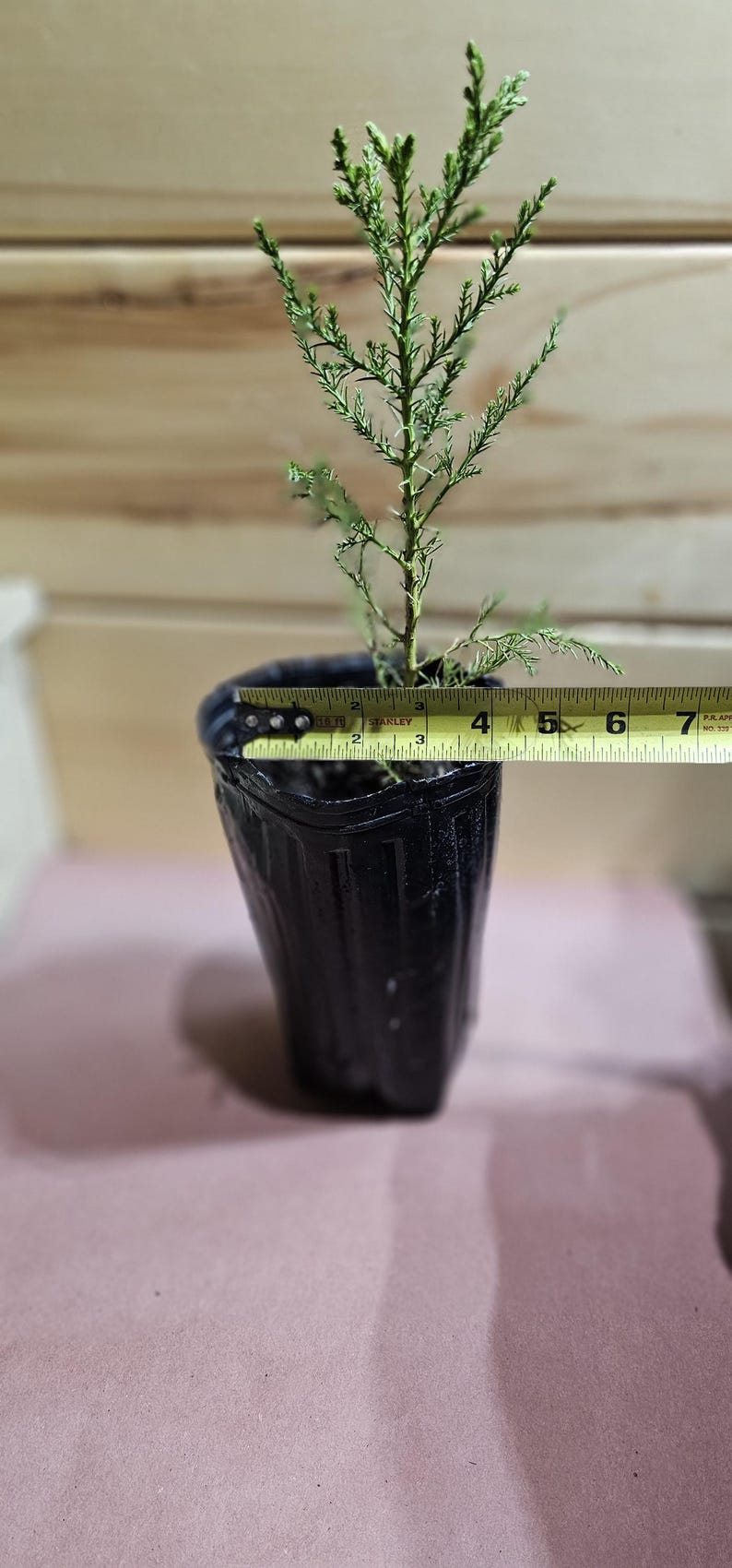 Giant Sequoia Potted Trees - Etsy