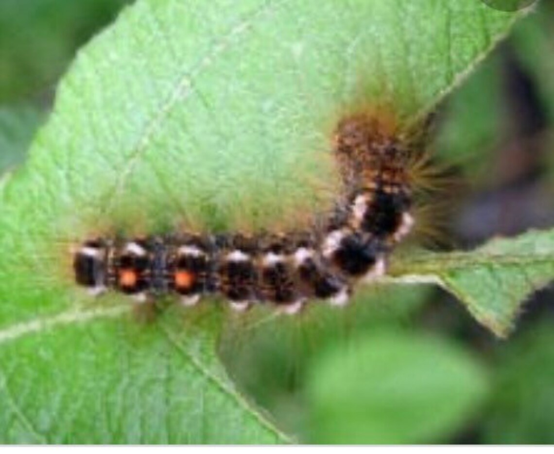 Brown Tail Moth Rash Relief Spray/anti Itch Spray/contact Dermatitis ...