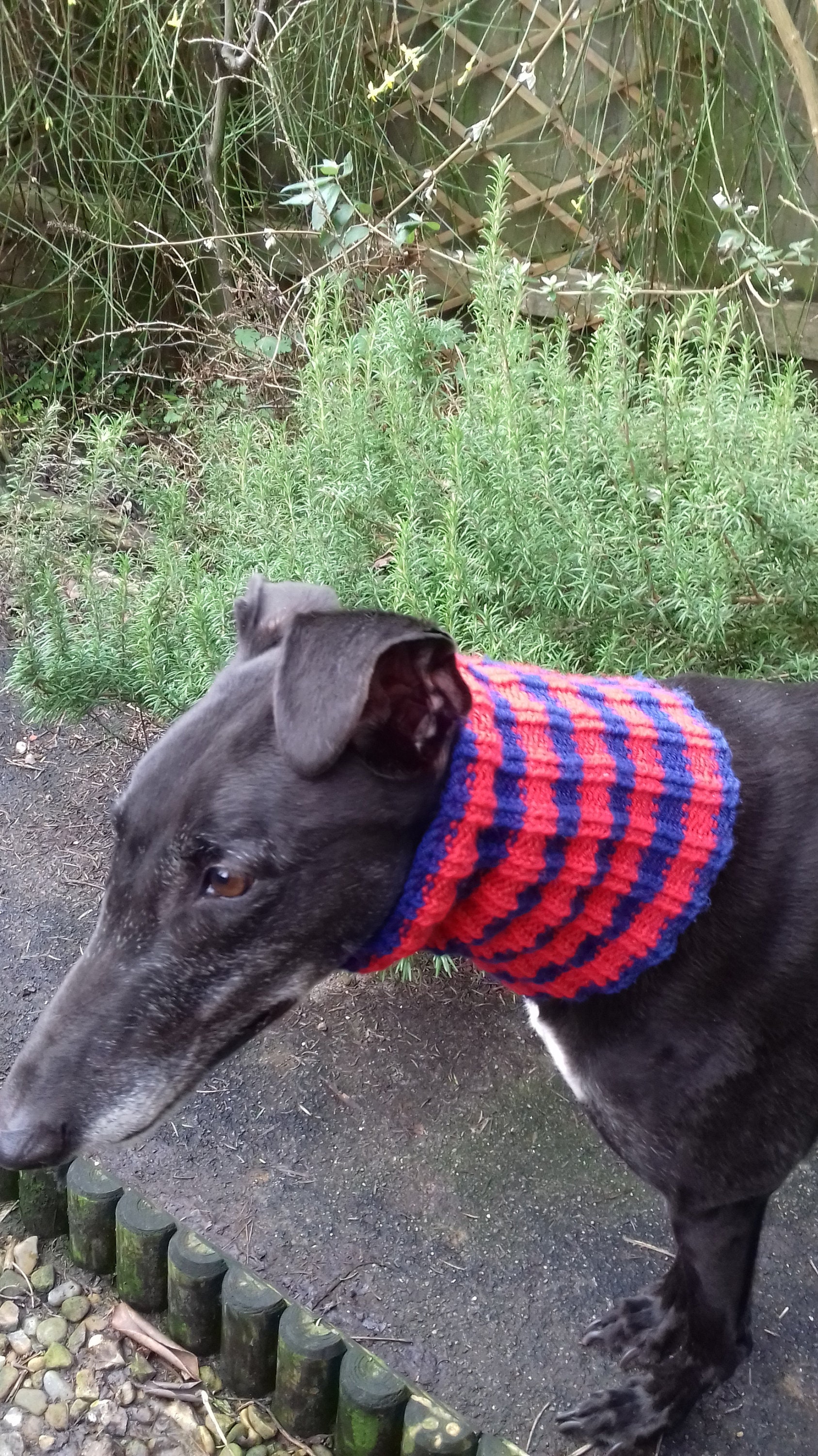 Hand Knitted Chunky Greyhound Snoods - Etsy UK