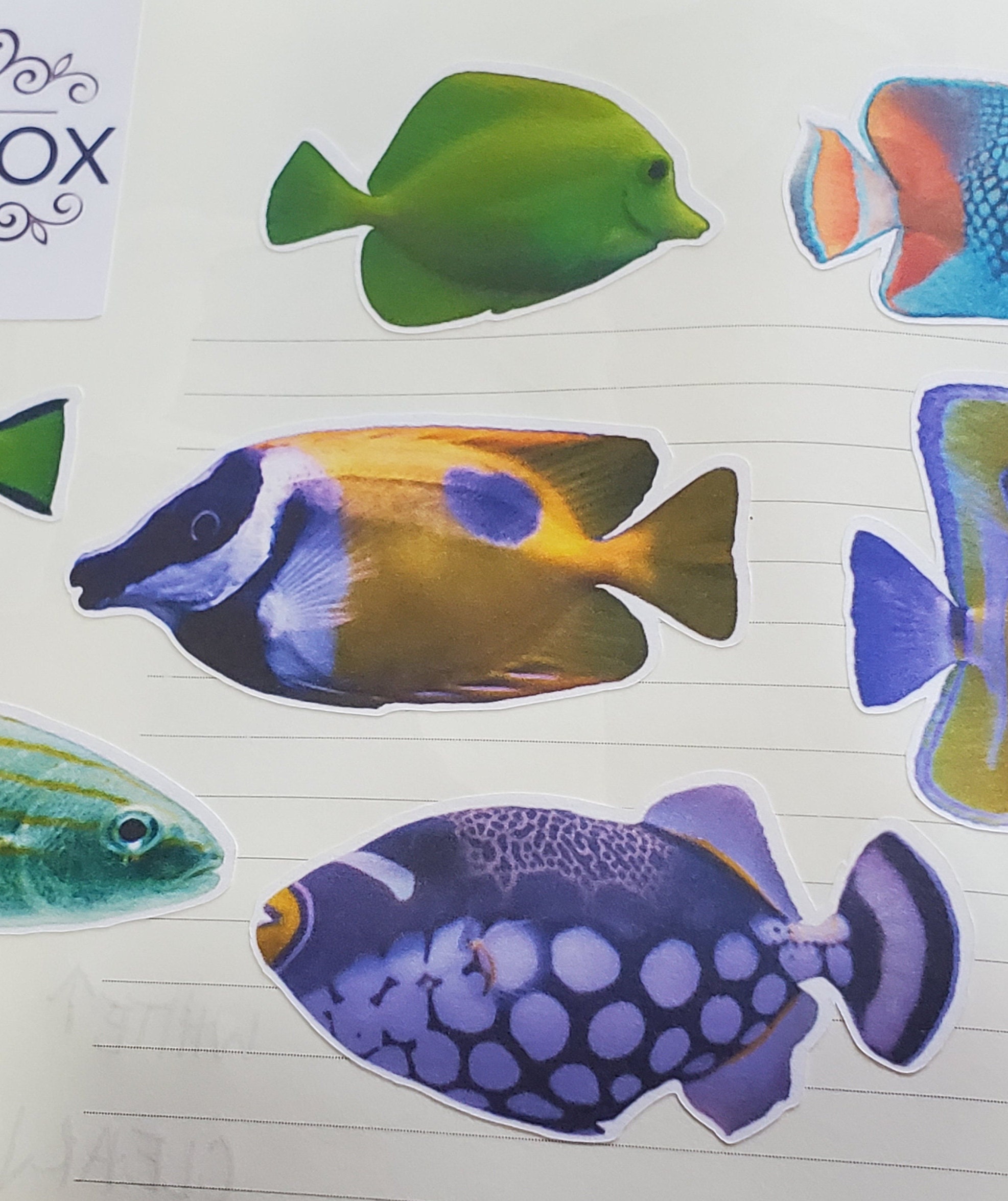 Tropical Fish Photo Sticker Set by Lael Mattox - Etsy