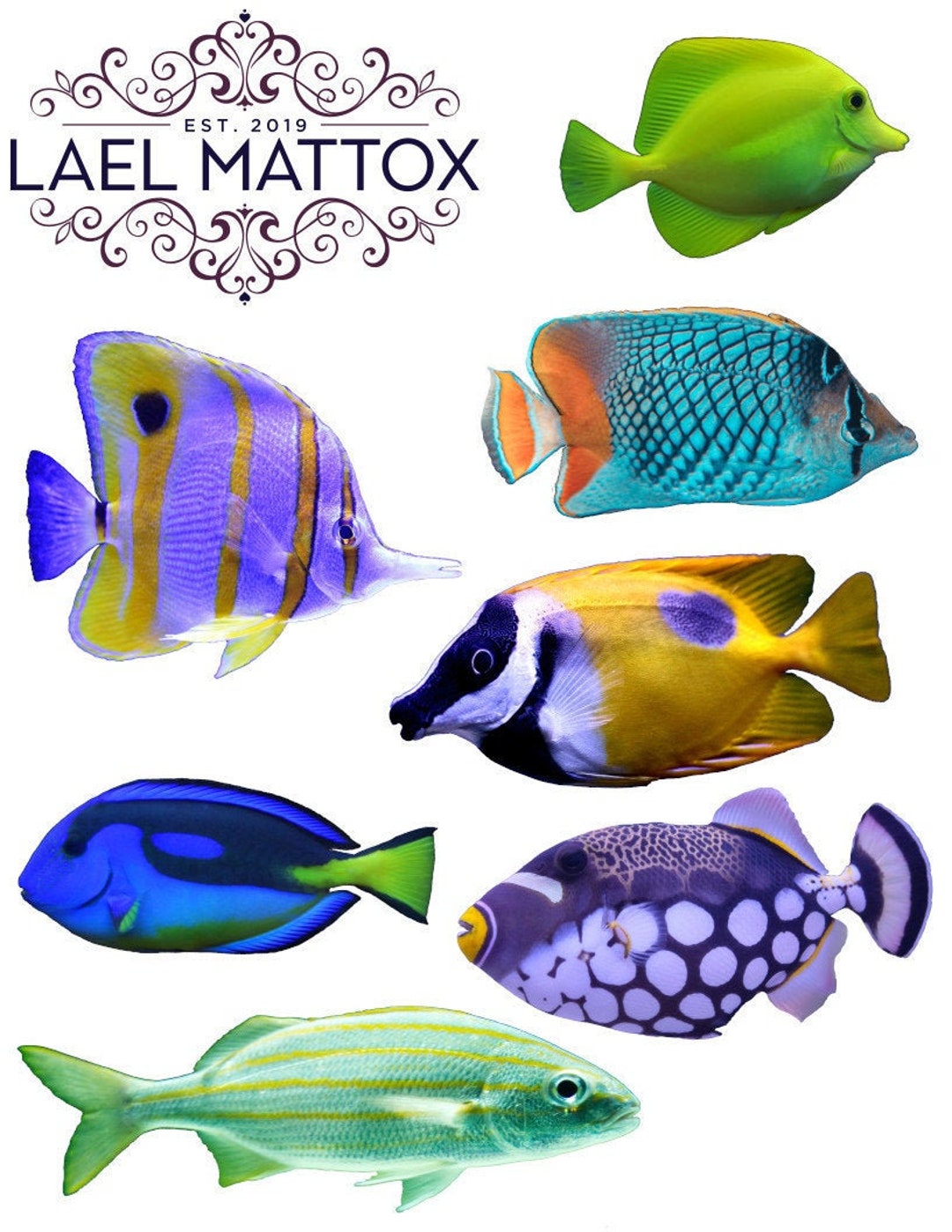 Tropical Fish Photo Sticker Set by Lael Mattox - Etsy
