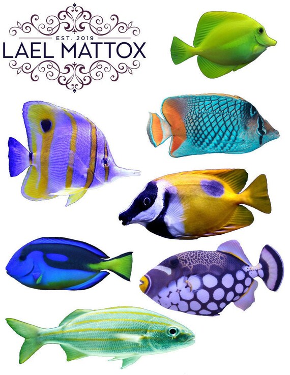 Tropical Fish Photo Sticker Set by Lael Mattox - Etsy