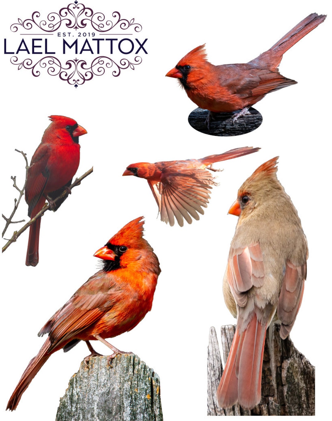 Red Birds Photo Sticker Set by Lael Mattox - Etsy
