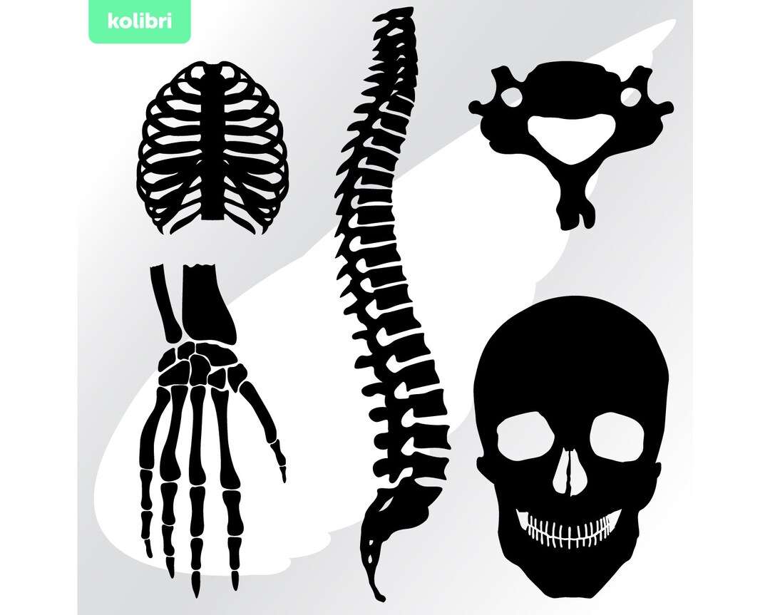 Human Spine Svg – Hand Svg – Backbone Svg – Vertebra Bone Svg ...