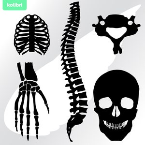 Human Spine Svg – Hand Svg – Backbone Svg – Vertebra Bone Svg ...