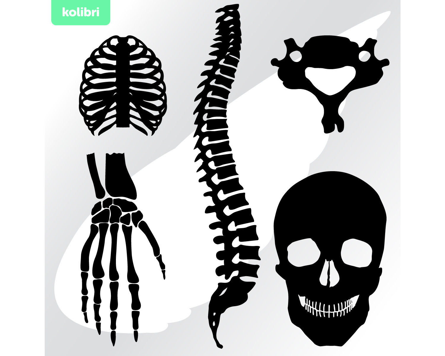 Human Spine Svg Hand Svg Backbone Svg Vertebra Bone Svg Skeleton Svg ...