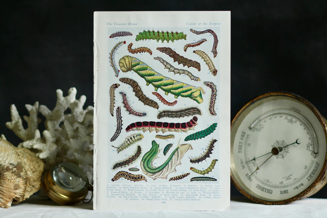 Original Antique Lithograph: Caterpillars. 1920s. Reversible. Double ...