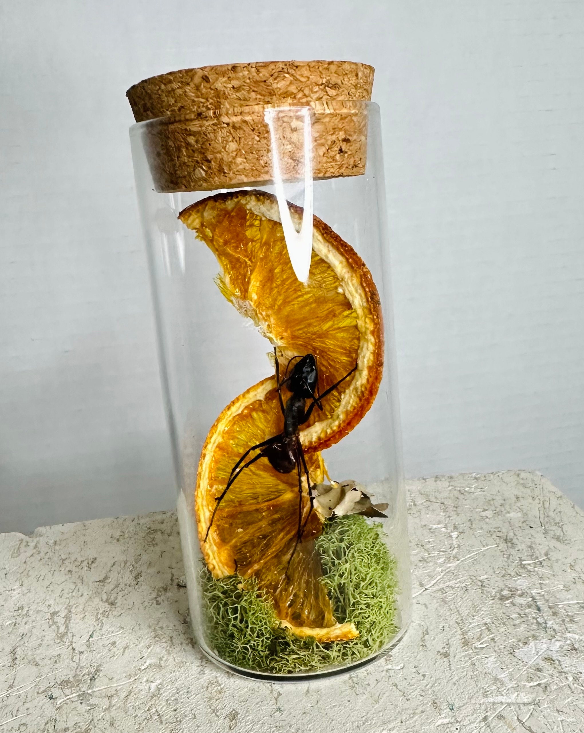 Real Giant Ant in Glass Jar With Cork Orange Slices and Moss - Etsy